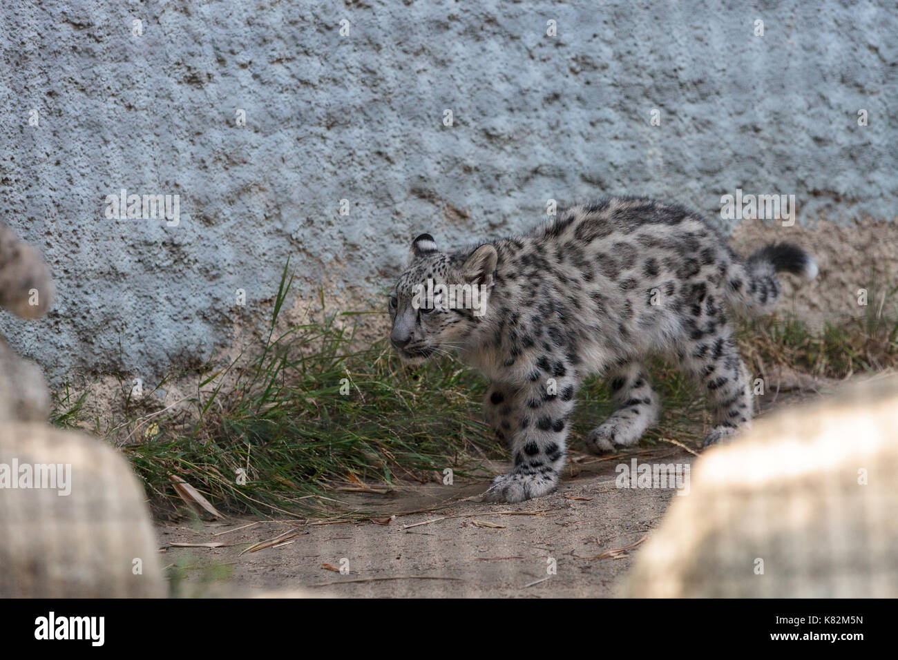 China snow leopard hi-res stock photography and images - Alamy