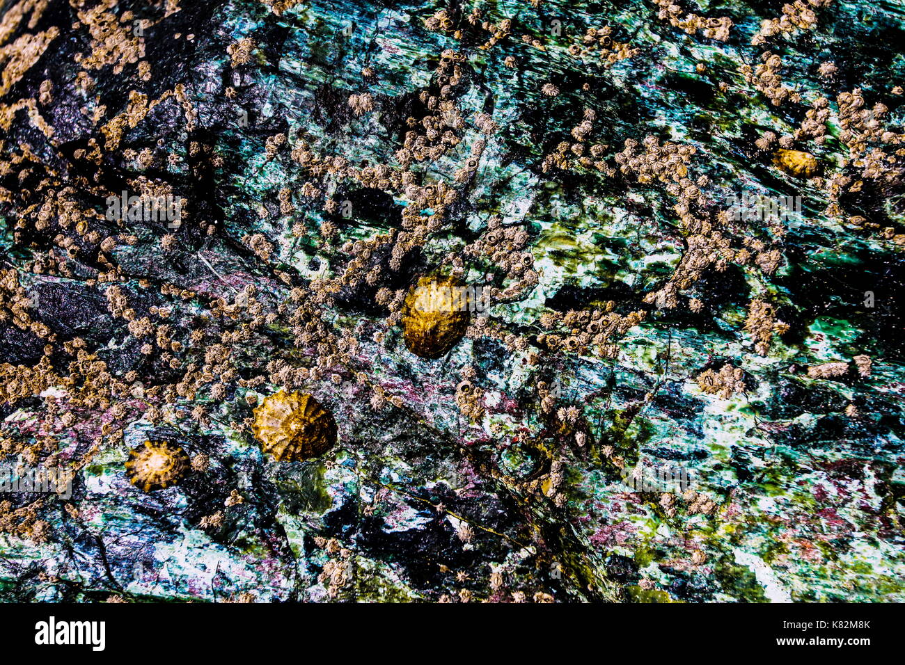 Colourful abstract of barnacles and limpets on a rock Stock Photo - Alamy