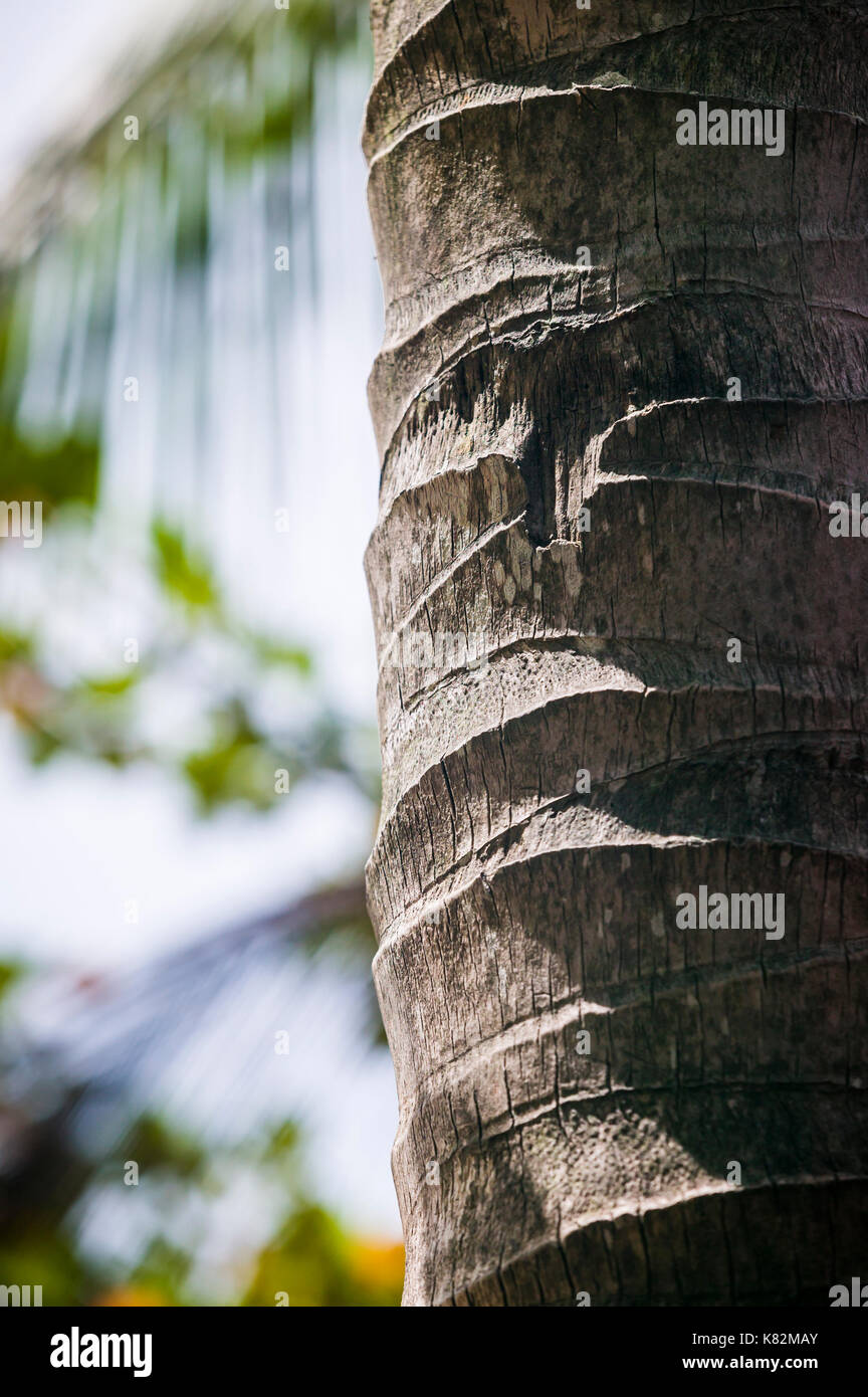A close-up view of the tree trunk on a coconut tree, Thailand Stock ...