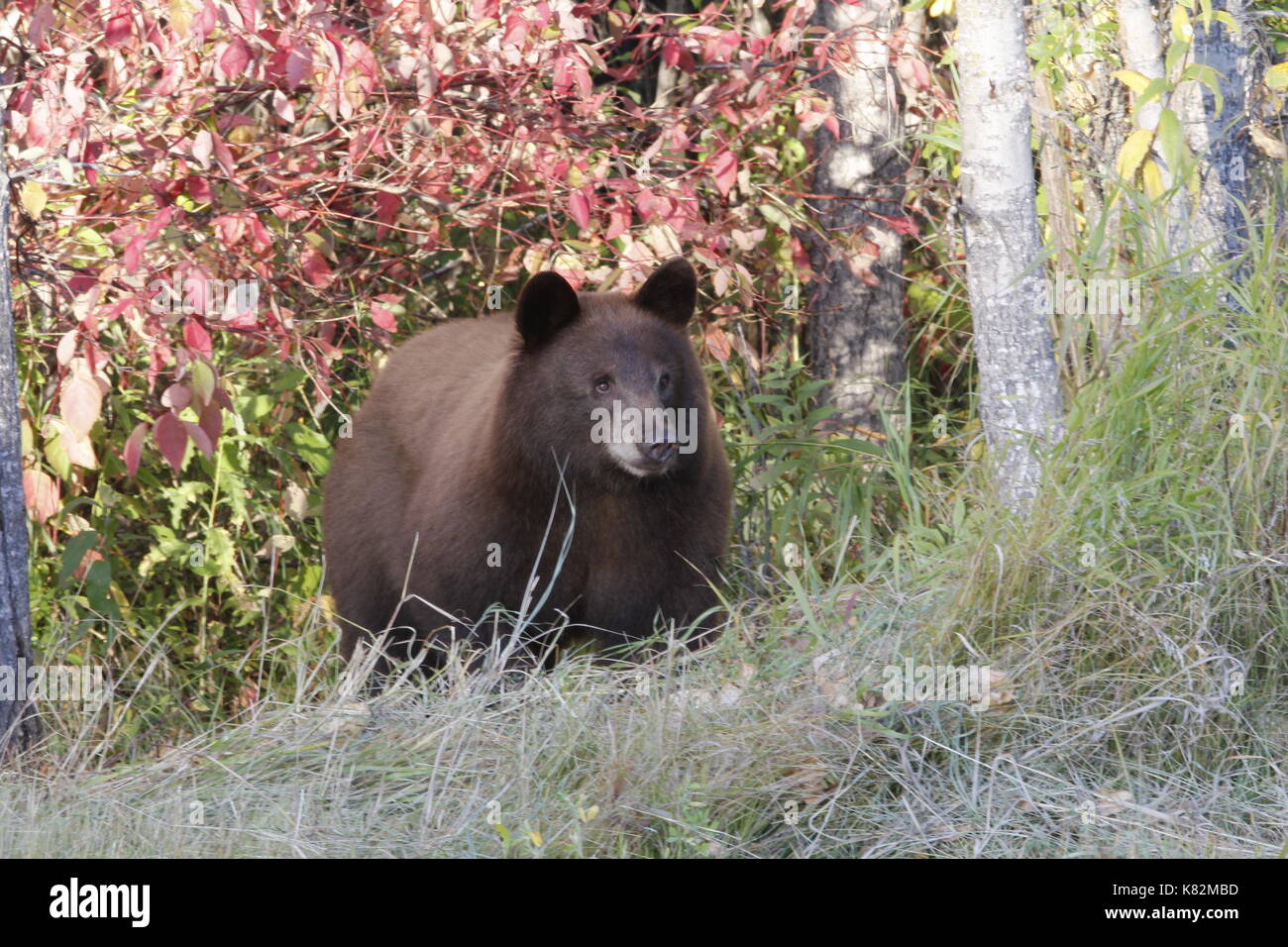 Pretty brown bear by red fall leaves Stock Photo - Alamy