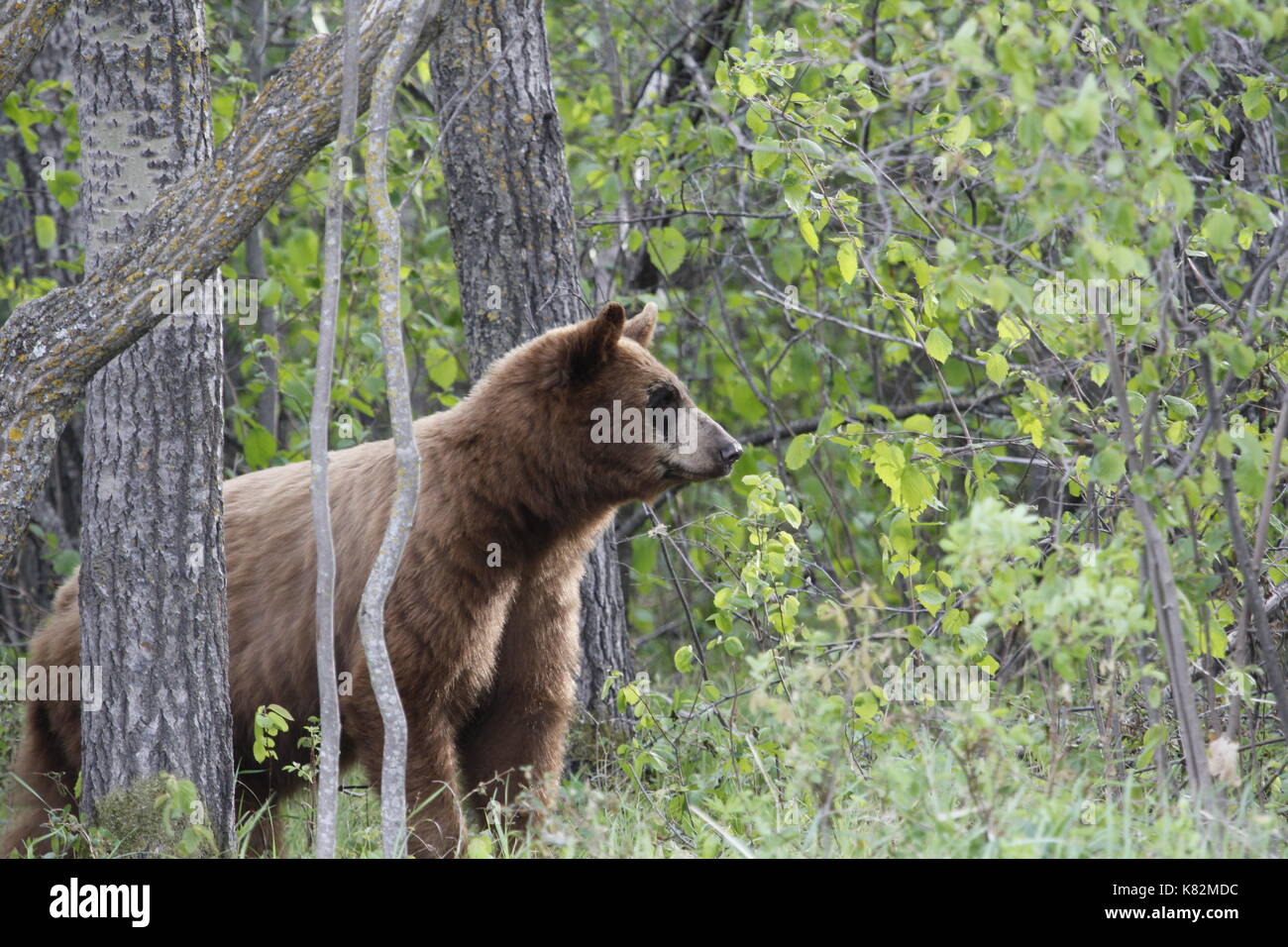 Brown bear looking onward Stock Photo - Alamy