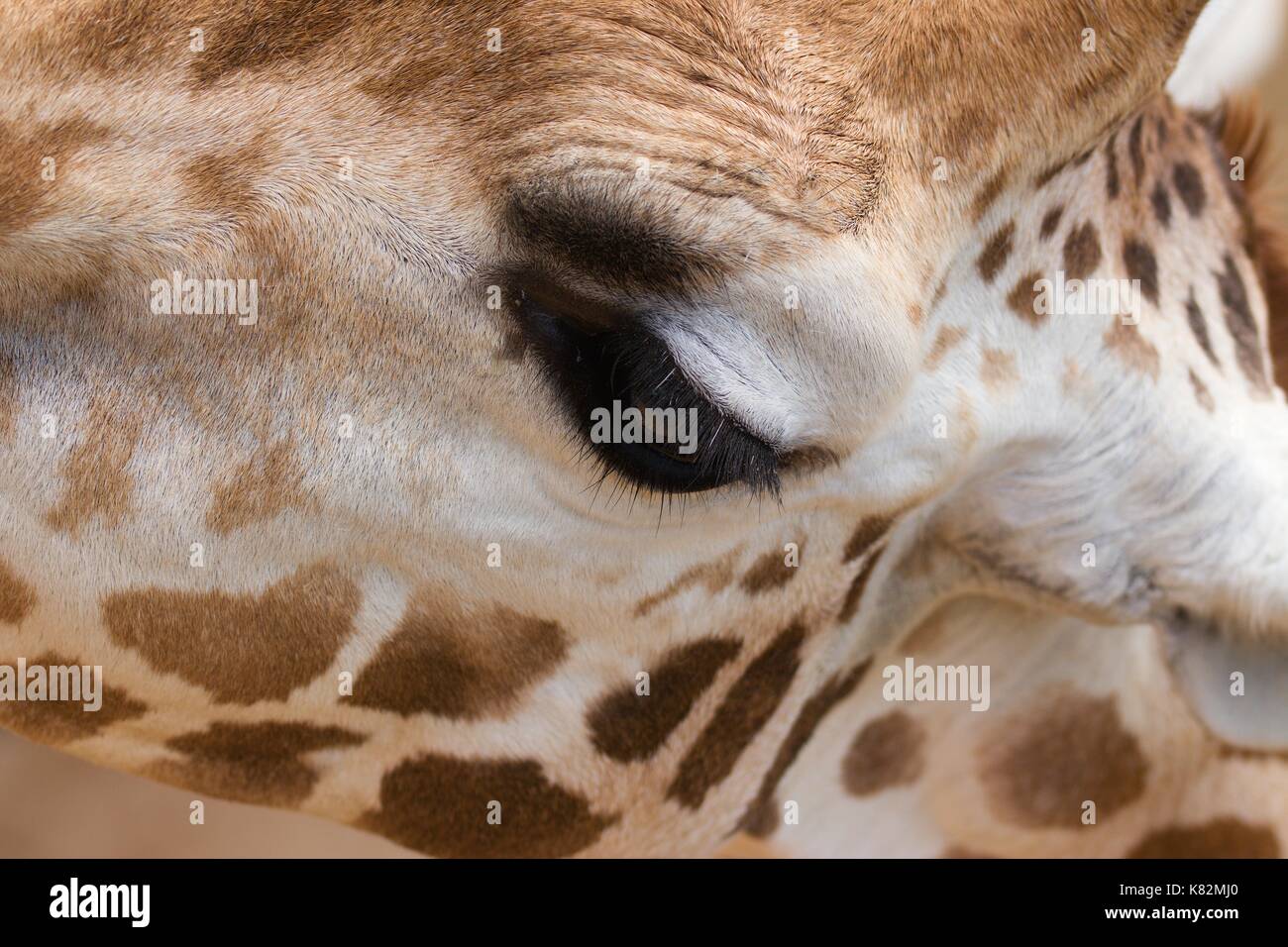 Giraffe eye hi-res stock photography and images - Alamy
