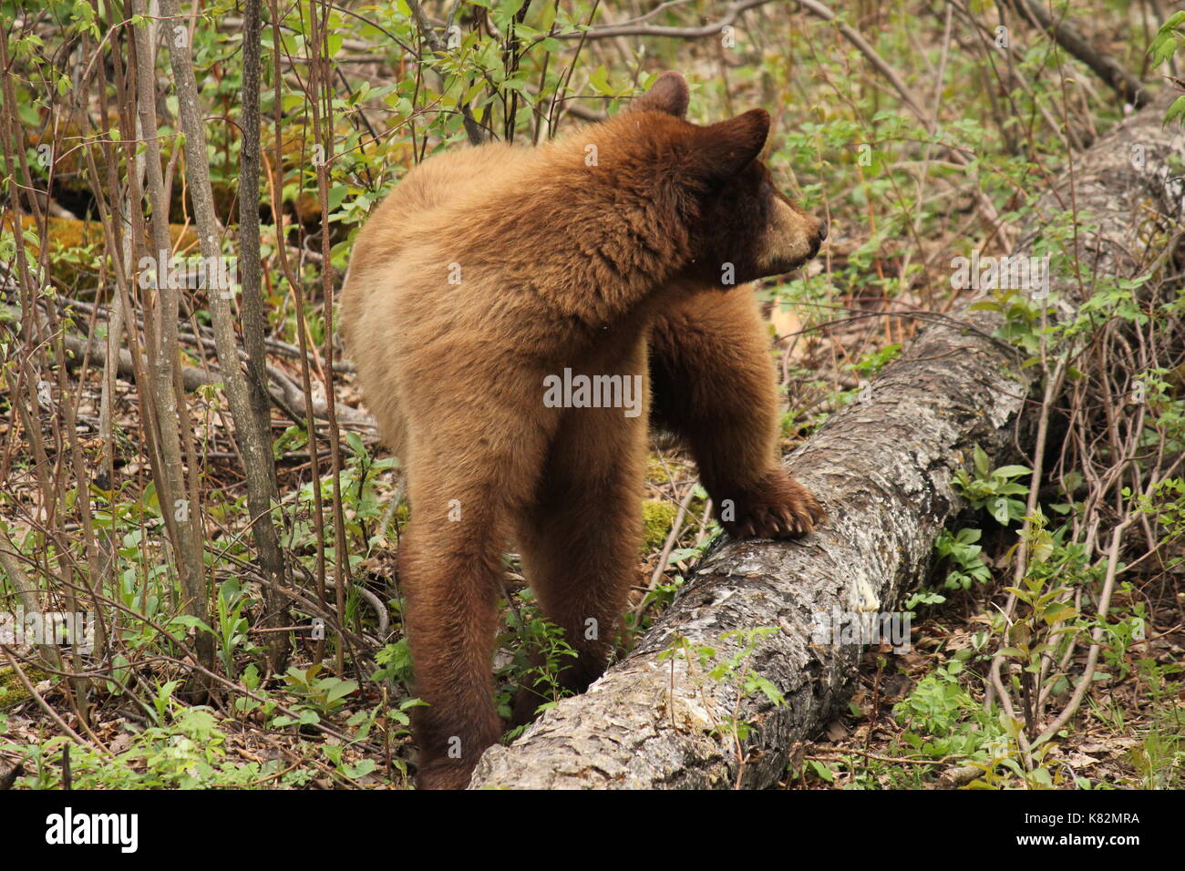 Brown bear looking backwards Stock Photo - Alamy