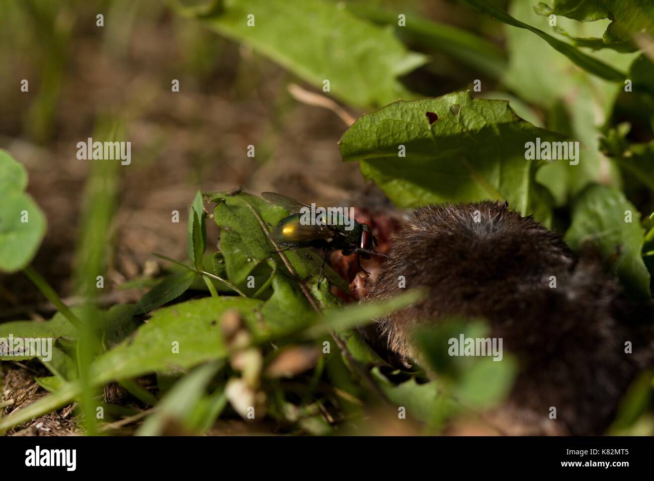 Dead body of a mouse being devoured by fly Stock Photo - Alamy