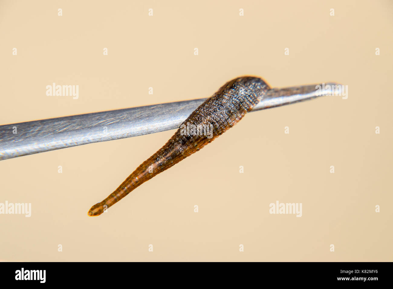 Leech on the tweezers. Bloodsucking animal. subclass of ringworms from ...