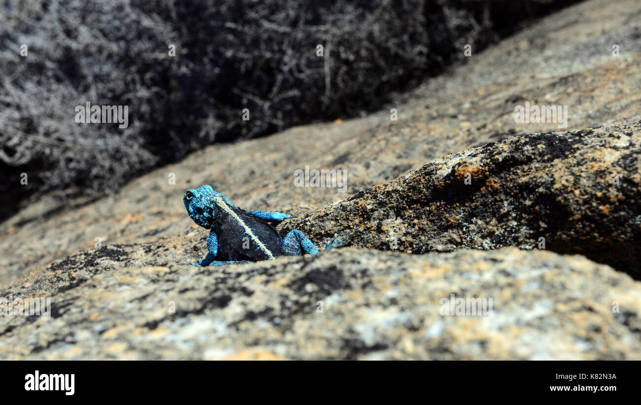 Lizard of western cape hi-res stock photography and images - Alamy