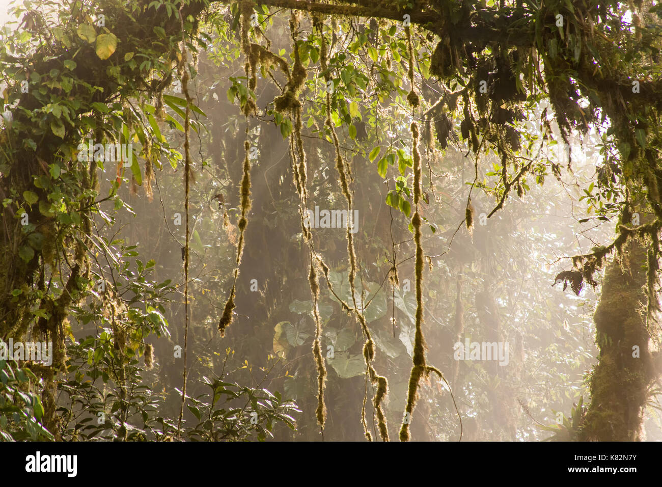 Moss-covered, tropical tree with vines growing up and hanging down from ...