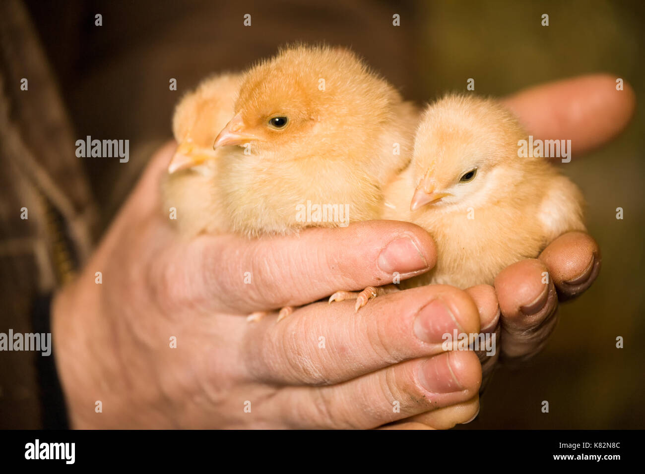 Three Buff Orpington chicks held in a man's hand at Baxtor Barn farm in ...
