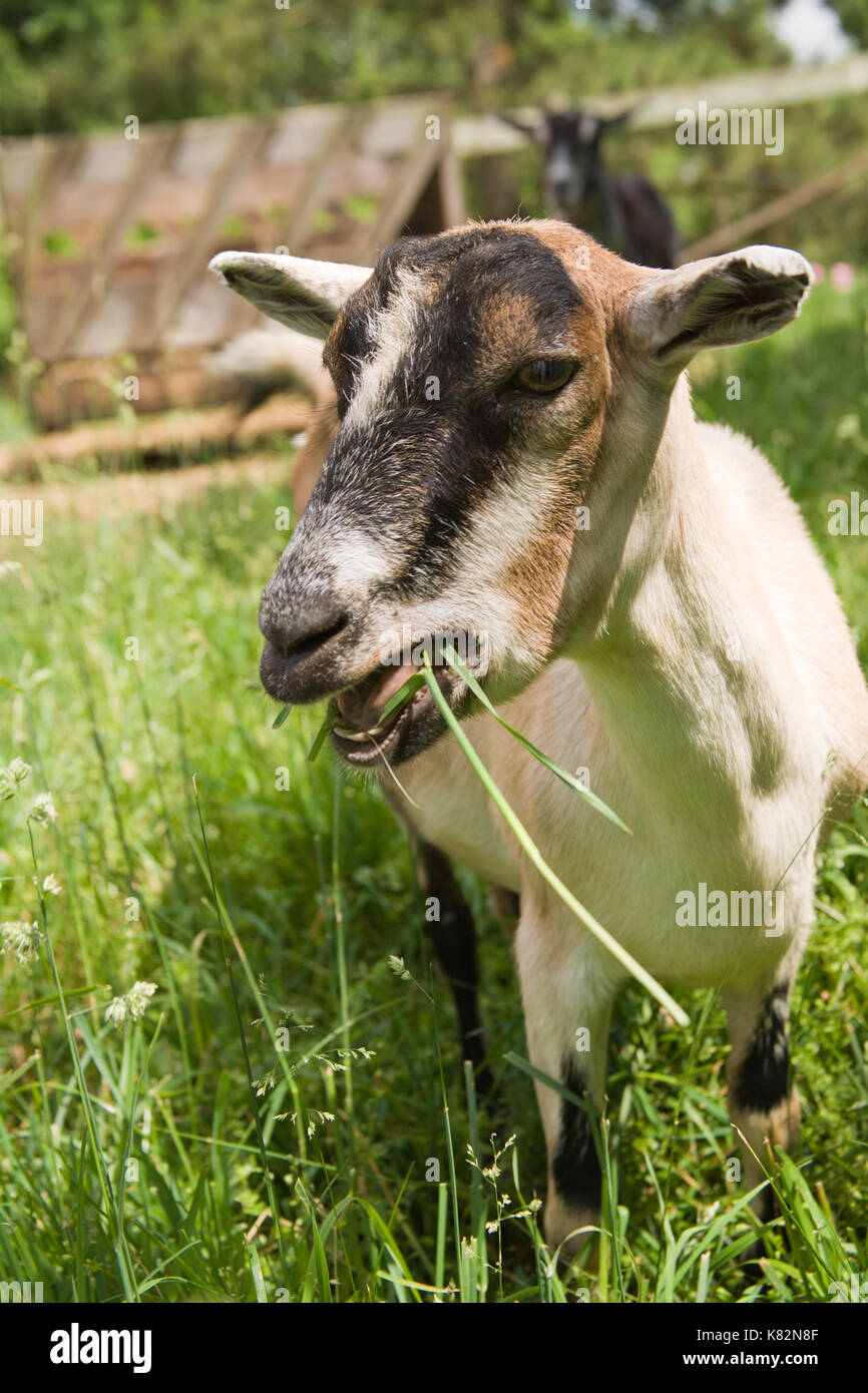 Goat eating grass not field hi-res stock photography and images - Alamy