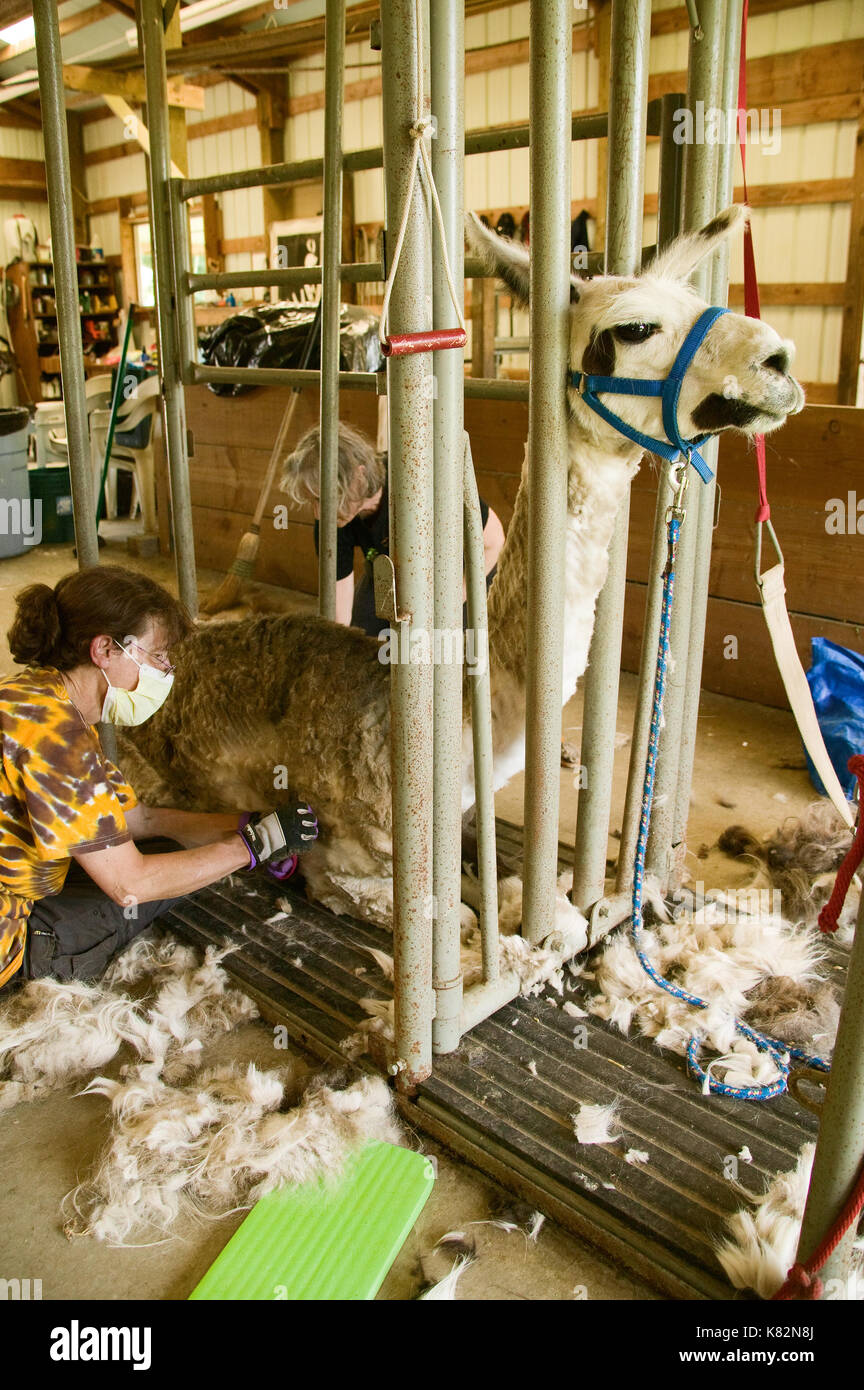 Llama (Grey Guy) in a schute being sheared by two women (Barbara and ...