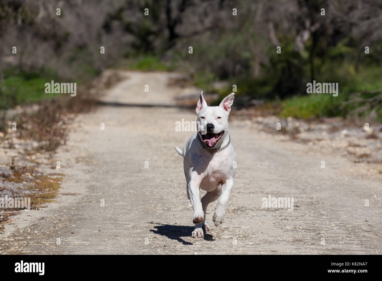Our hero and beloved Trevor, named after a police officer who rescued ...