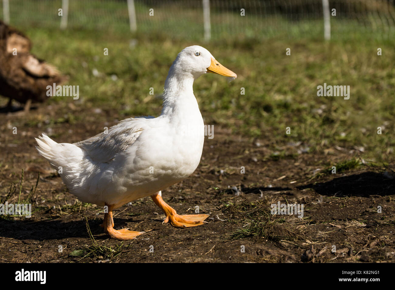 American pekin duck hi-res stock photography and images - Alamy
