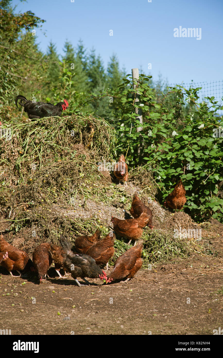 Freedom Ranger Chickens are free-ranging and eating small green ...