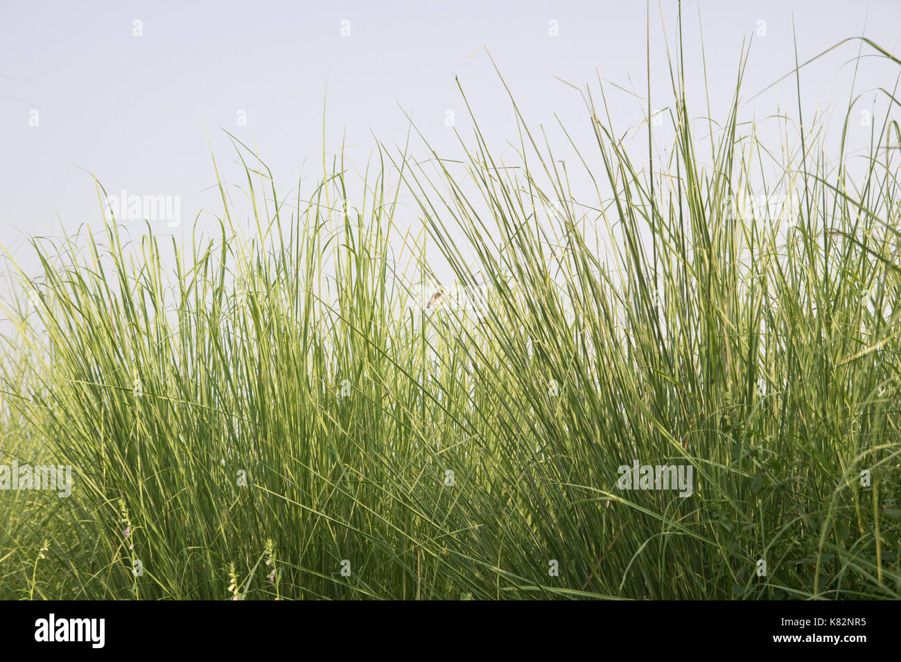 Bajra hi-res stock photography and images - Alamy