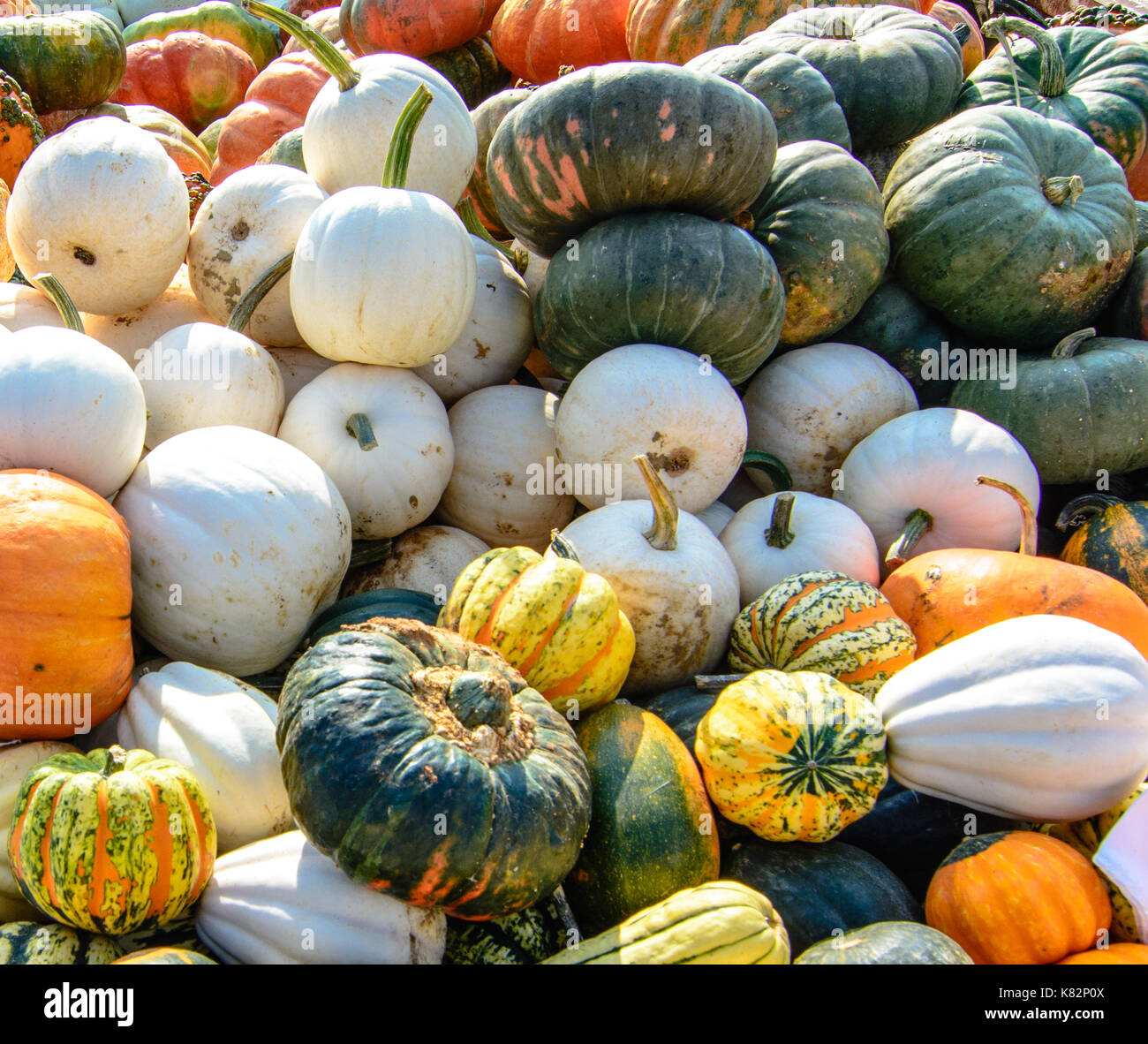 Multi colored pumpkins hi-res stock photography and images - Alamy
