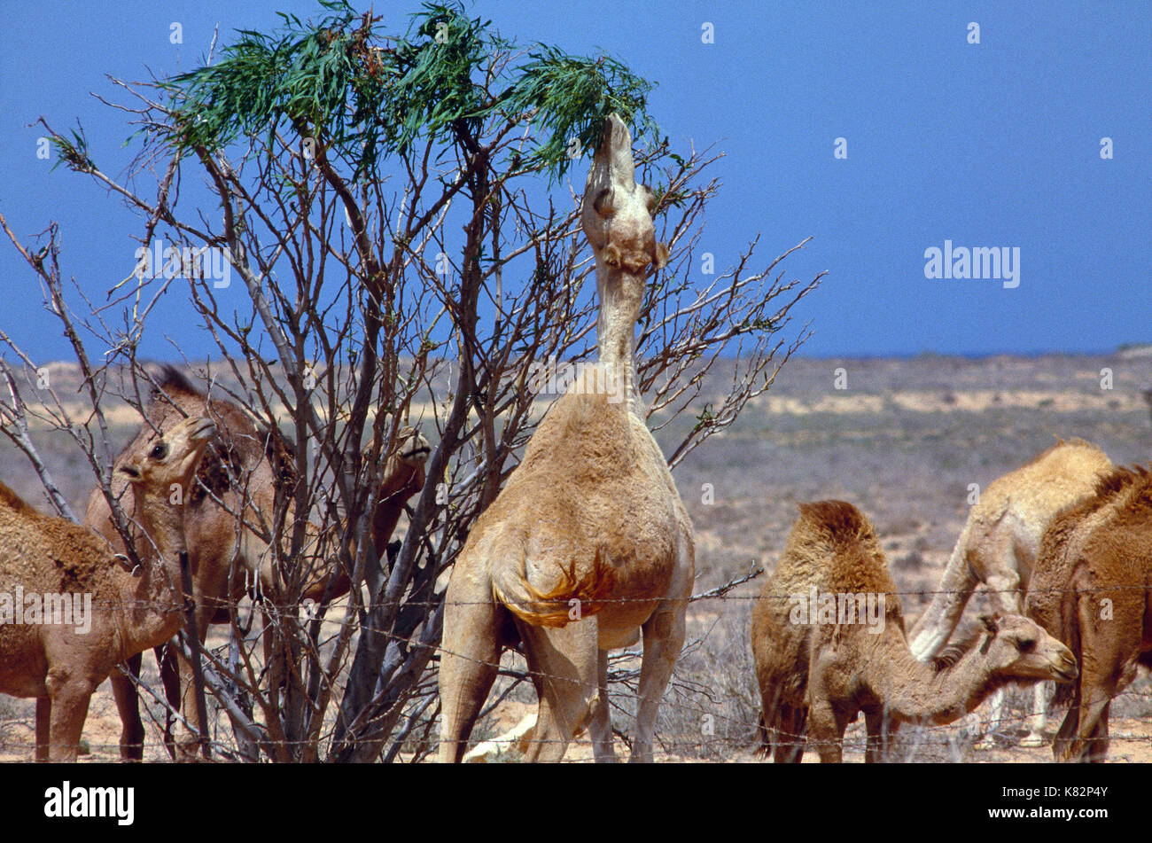 Green mountains of libya hi-res stock photography and images - Alamy
