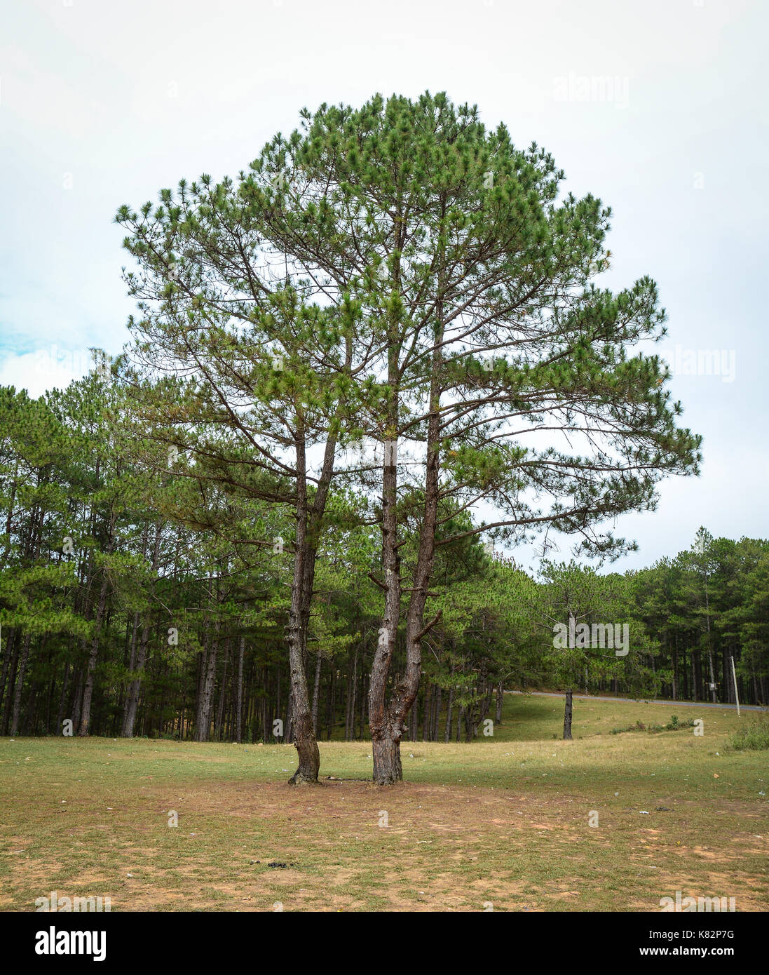 Pine trees at the forest in Central Highlands of Vietnam Stock Photo ...