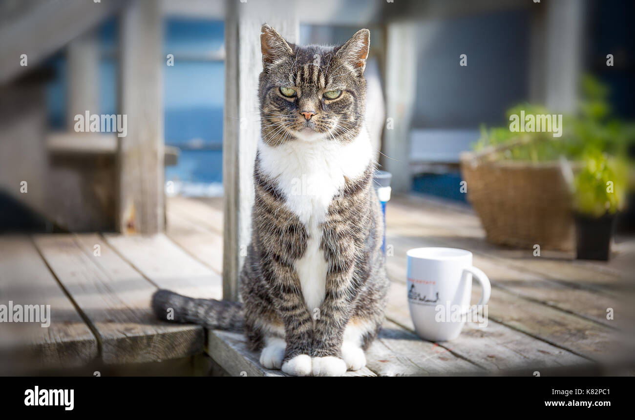 Cup cat hi-res stock photography and images - Alamy