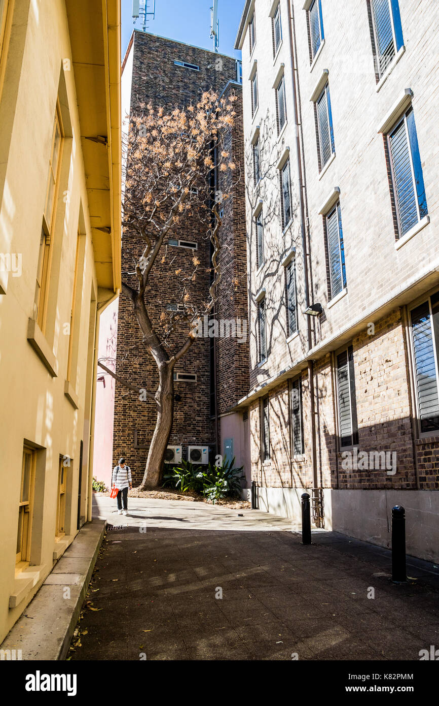 Student walking between the buildings at Sydney University Stock Photo ...