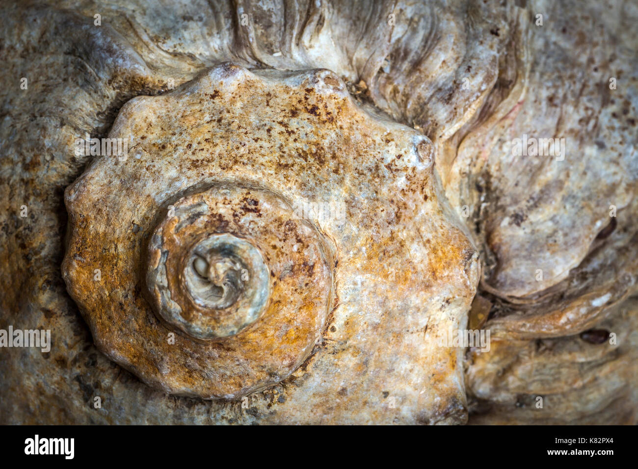 Large beige seashell close-up as background Stock Photo - Alamy