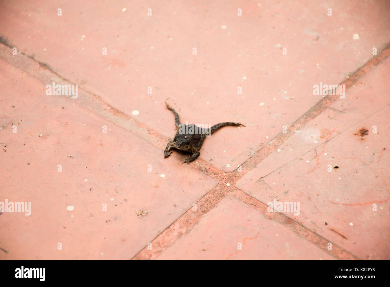 Baby frog looking and stand on floor in temple Stock Photo - Alamy