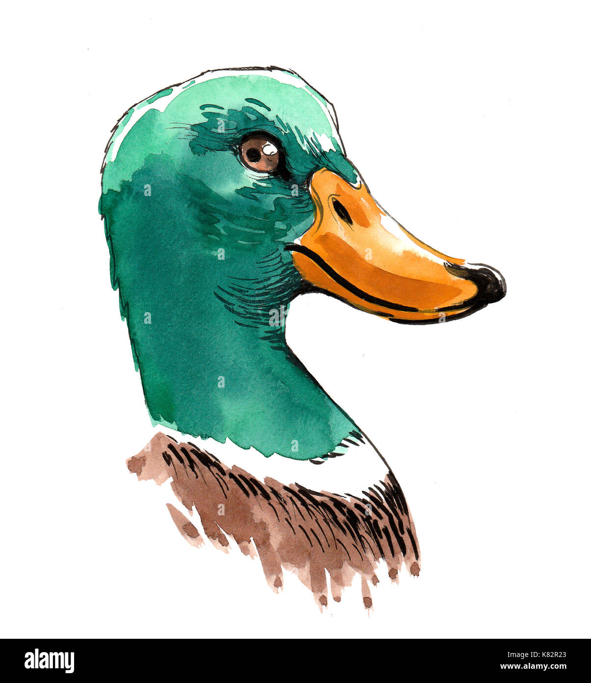 Duck head Cut Out Stock Images & Pictures - Alamy