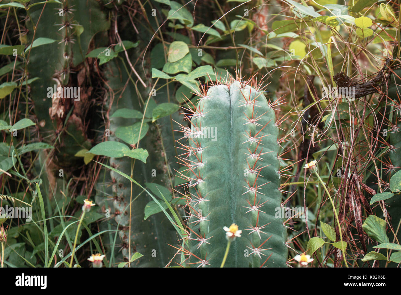 Thorns prickly sting thorn hi-res stock photography and images - Alamy