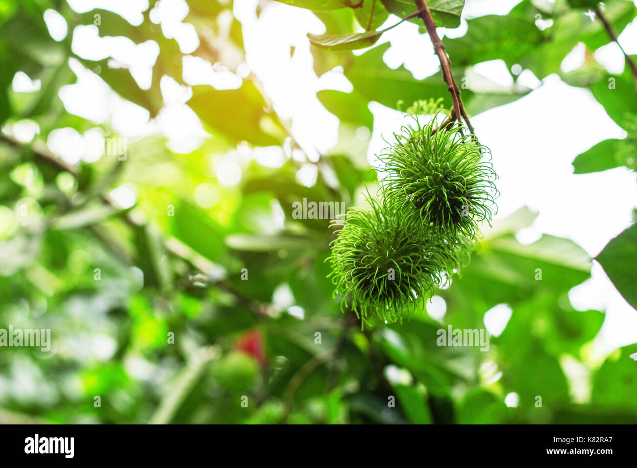 green rambutan on the tree with natural background Stock Photo - Alamy