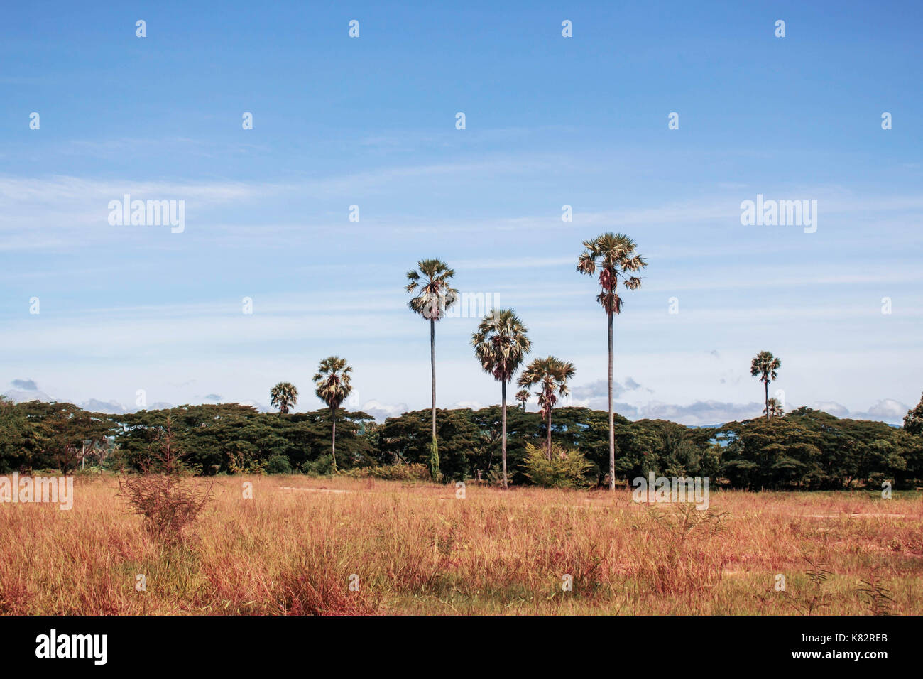 Palm trees and meadows with blue sky Stock Photo - Alamy