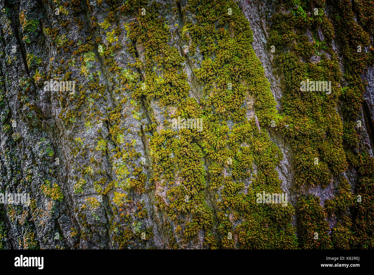 Moss and tree bark texture with natural patterns as background Stock ...