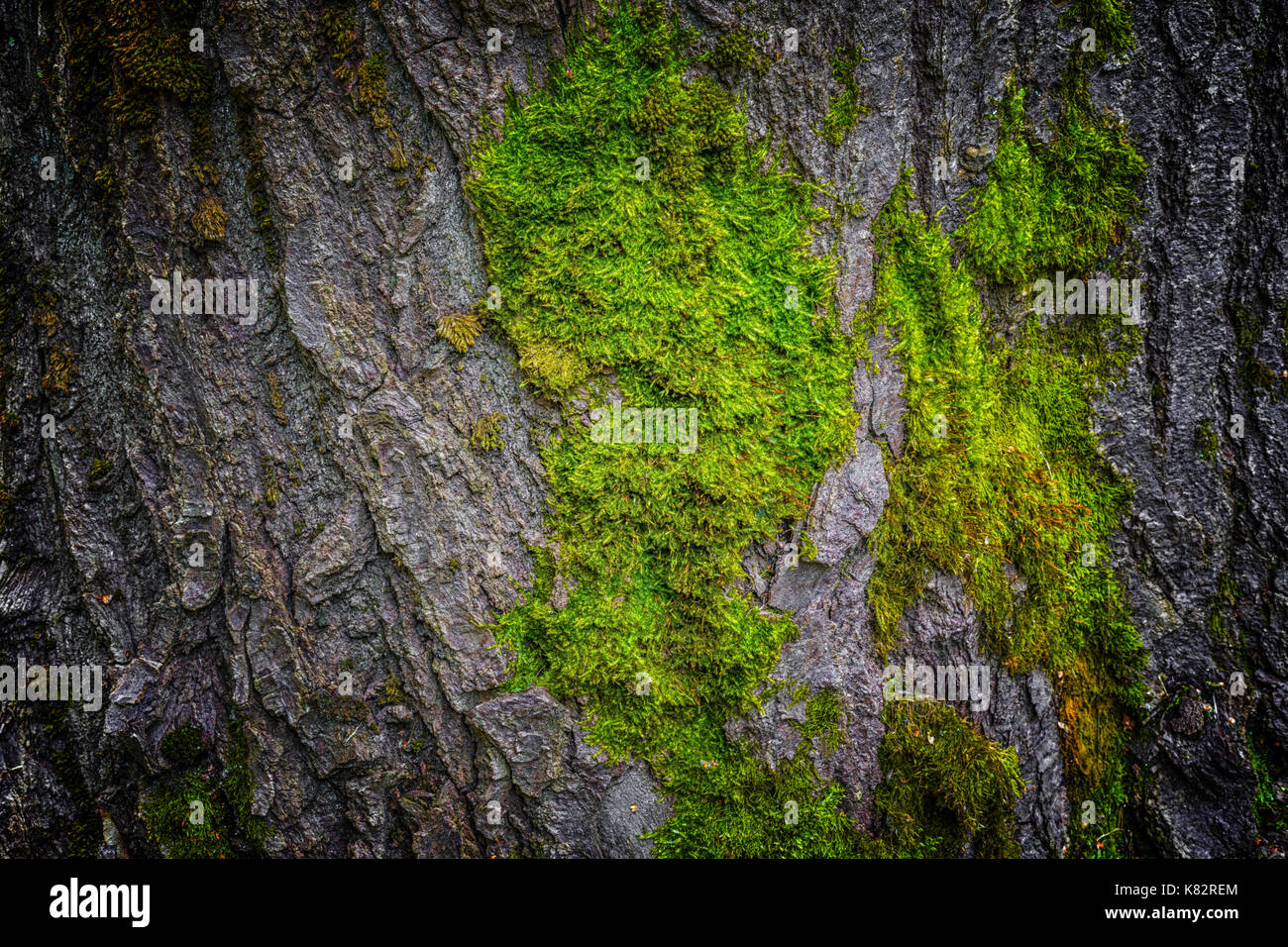 Moss and tree bark texture with natural patterns as background Stock ...
