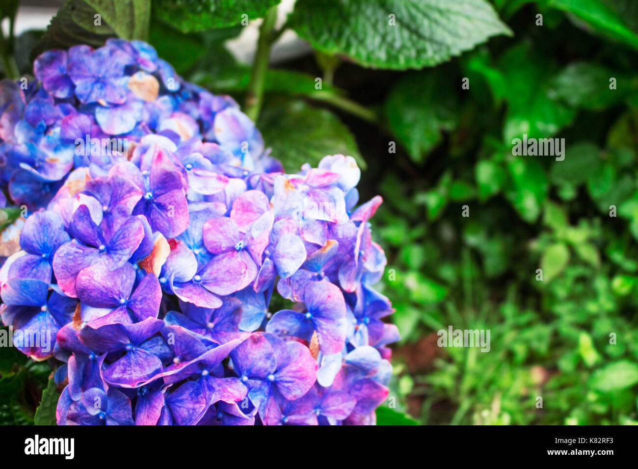 Rainy season flowers hi-res stock photography and images - Alamy