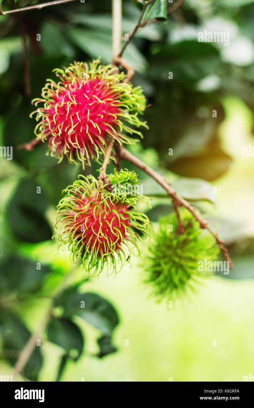 How to grow rambutan tree hi-res stock photography and images - Alamy