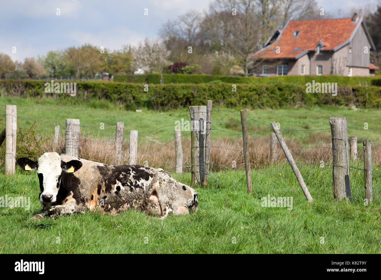 Dirty cow hi-res stock photography and images - Alamy