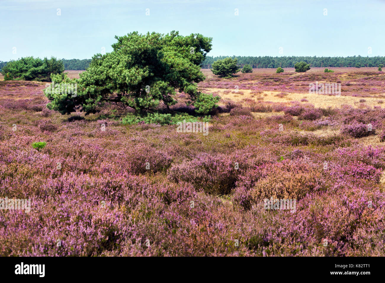 Heather landscape hi-res stock photography and images - Alamy