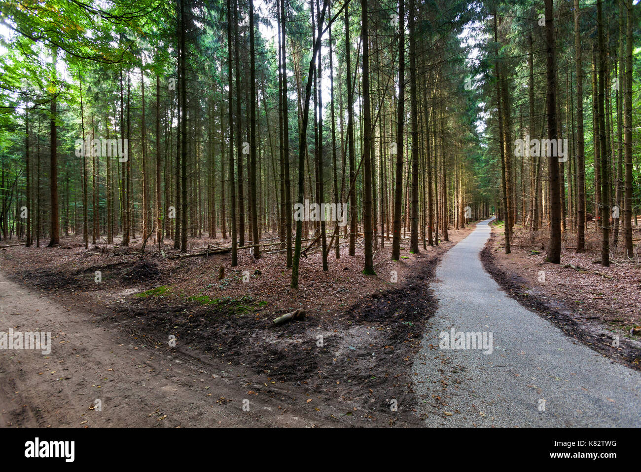 Paths in the woods on the Veluwe in the Netherlands Stock Photo - Alamy