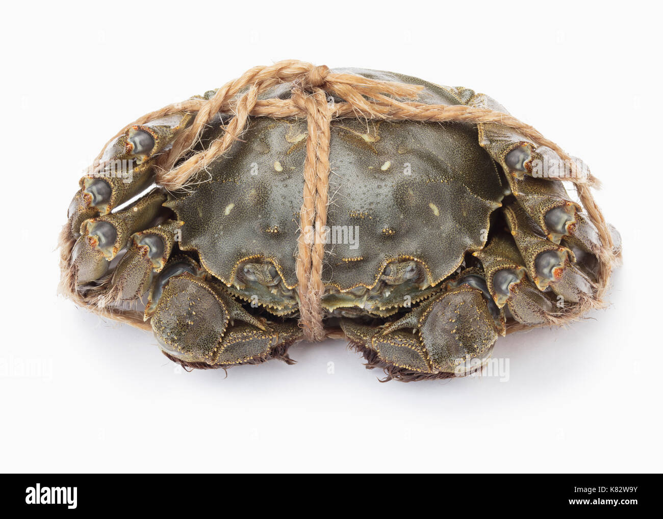 Perfect Crab isolated on white background with clipping path in full ...