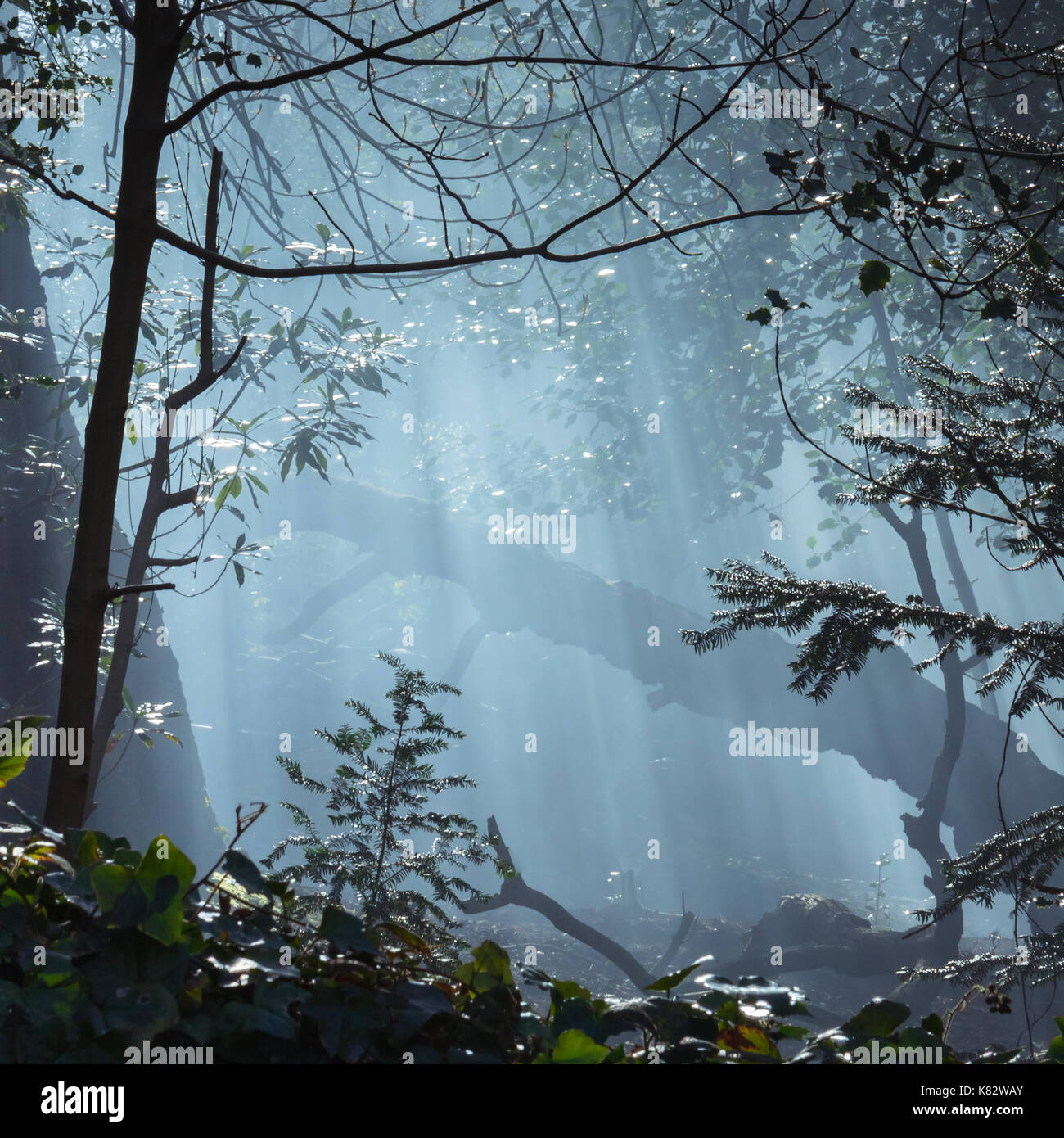 Smoke trees hi-res stock photography and images - Alamy