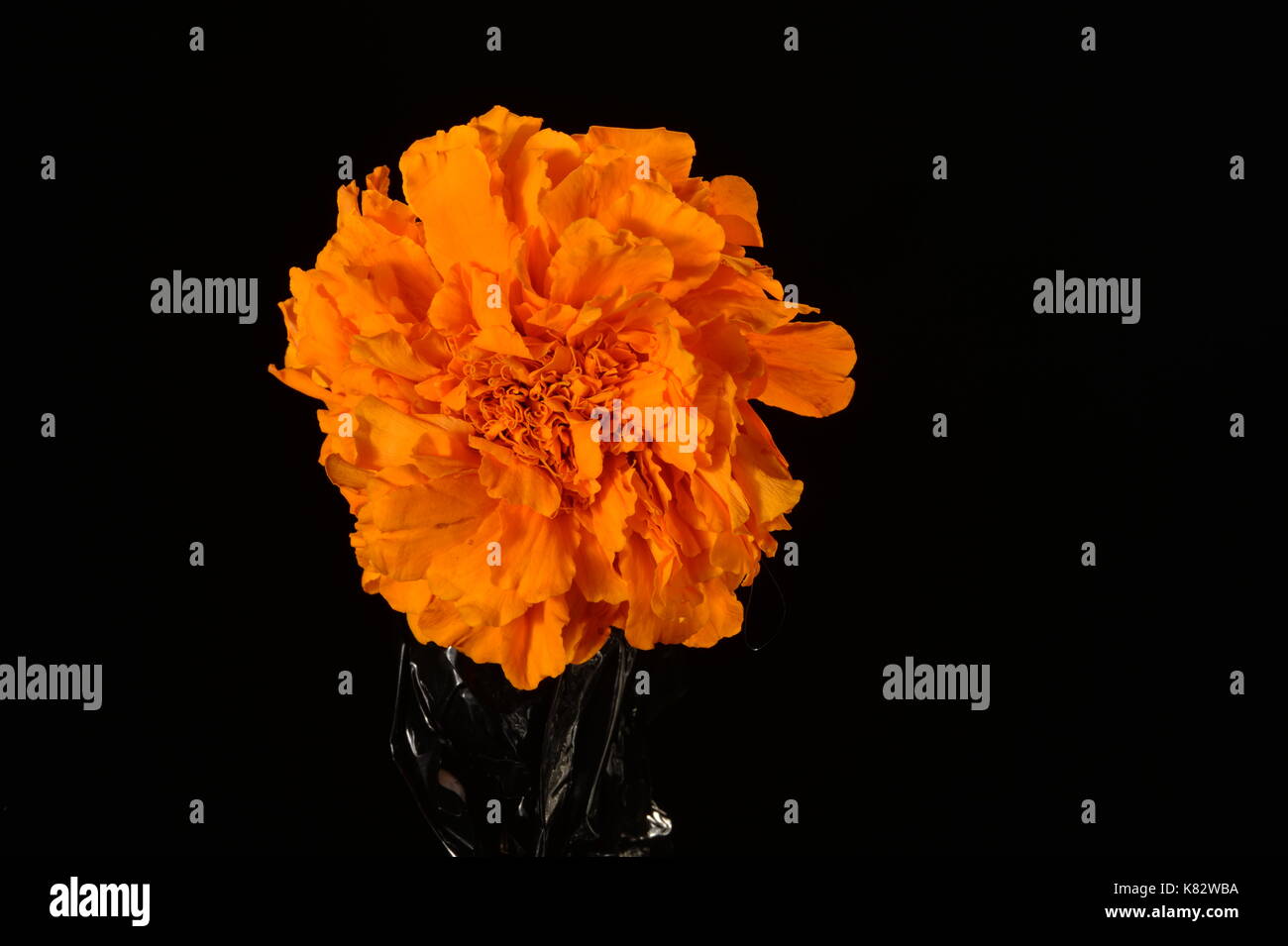 Fowler , nature Flower Stock Photo - Alamy