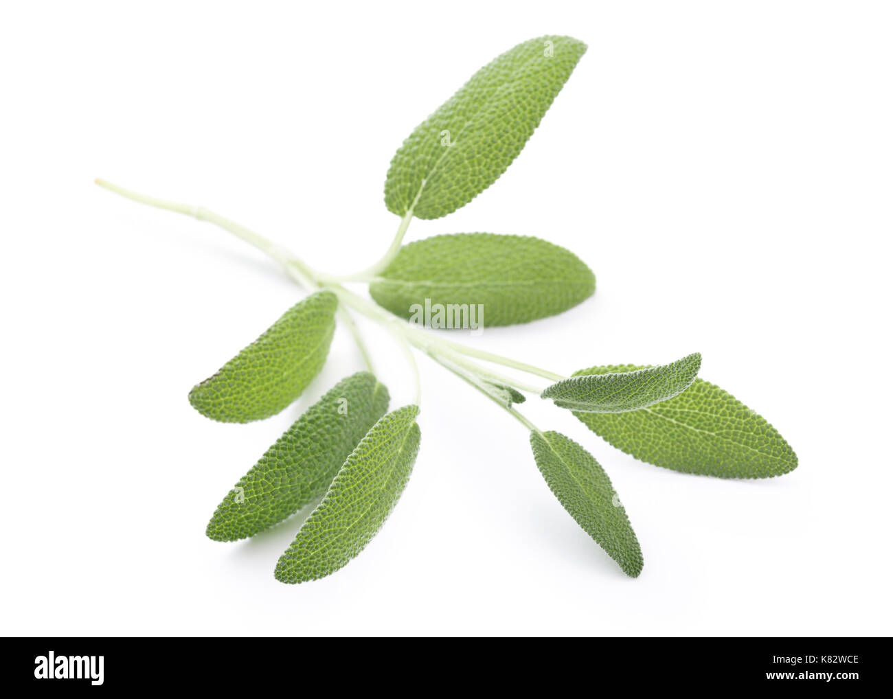 Fresh Italian Sage Isolated on White Background Stock Photo - Alamy
