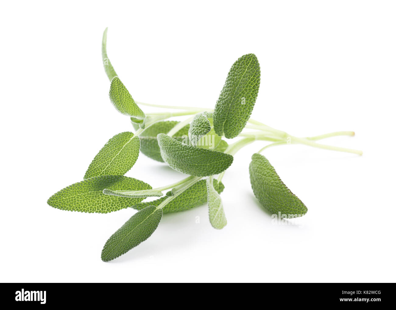 Fresh Italian Sage Isolated on White Background Stock Photo - Alamy