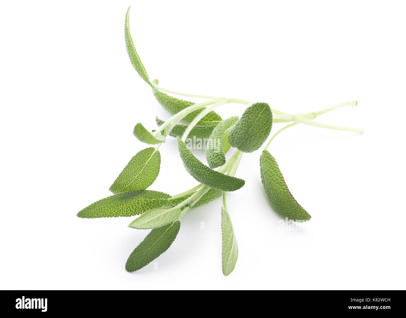 Fresh Italian Sage Isolated on White Background Stock Photo - Alamy