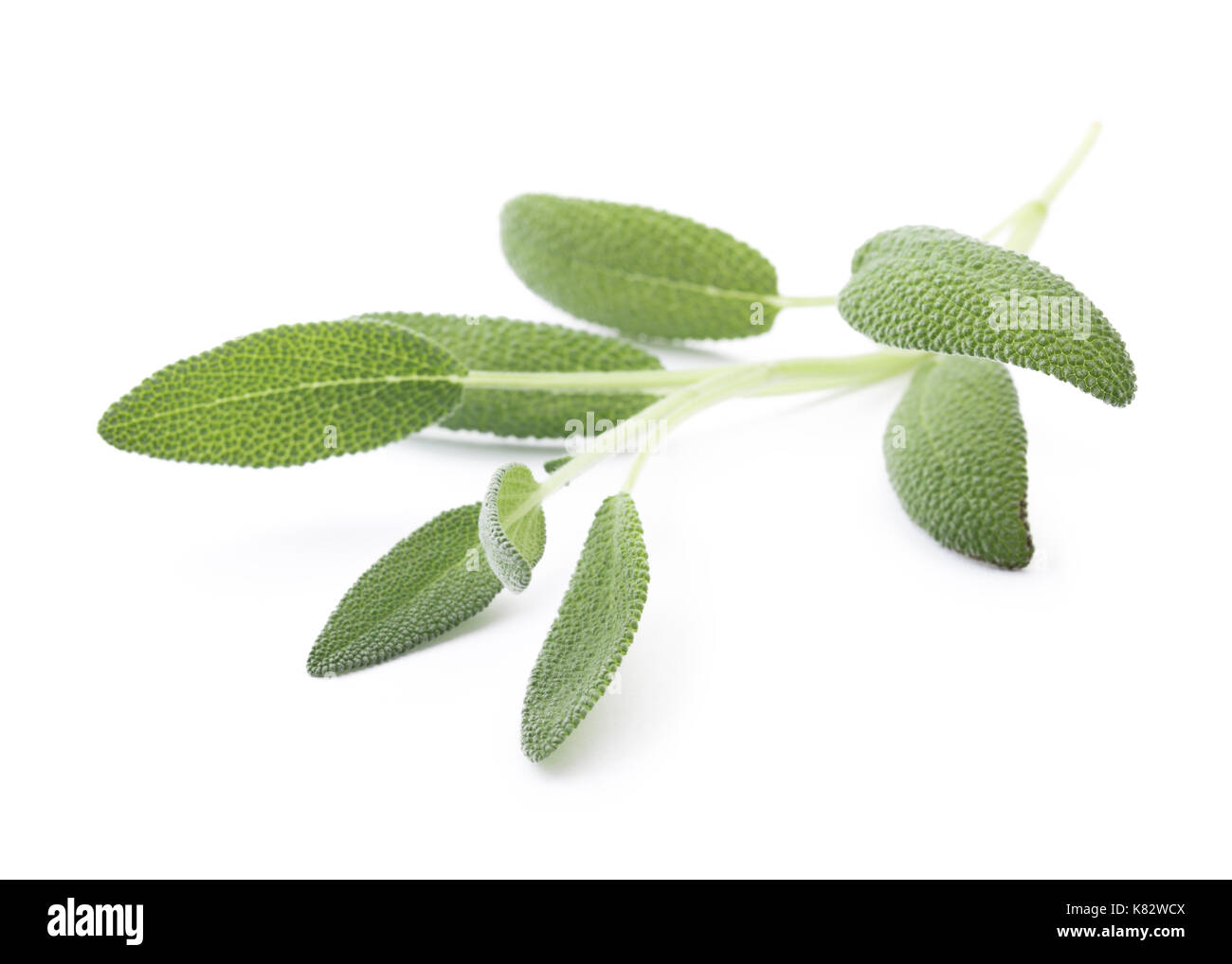 Fresh Italian Sage Isolated on White Background Stock Photo - Alamy