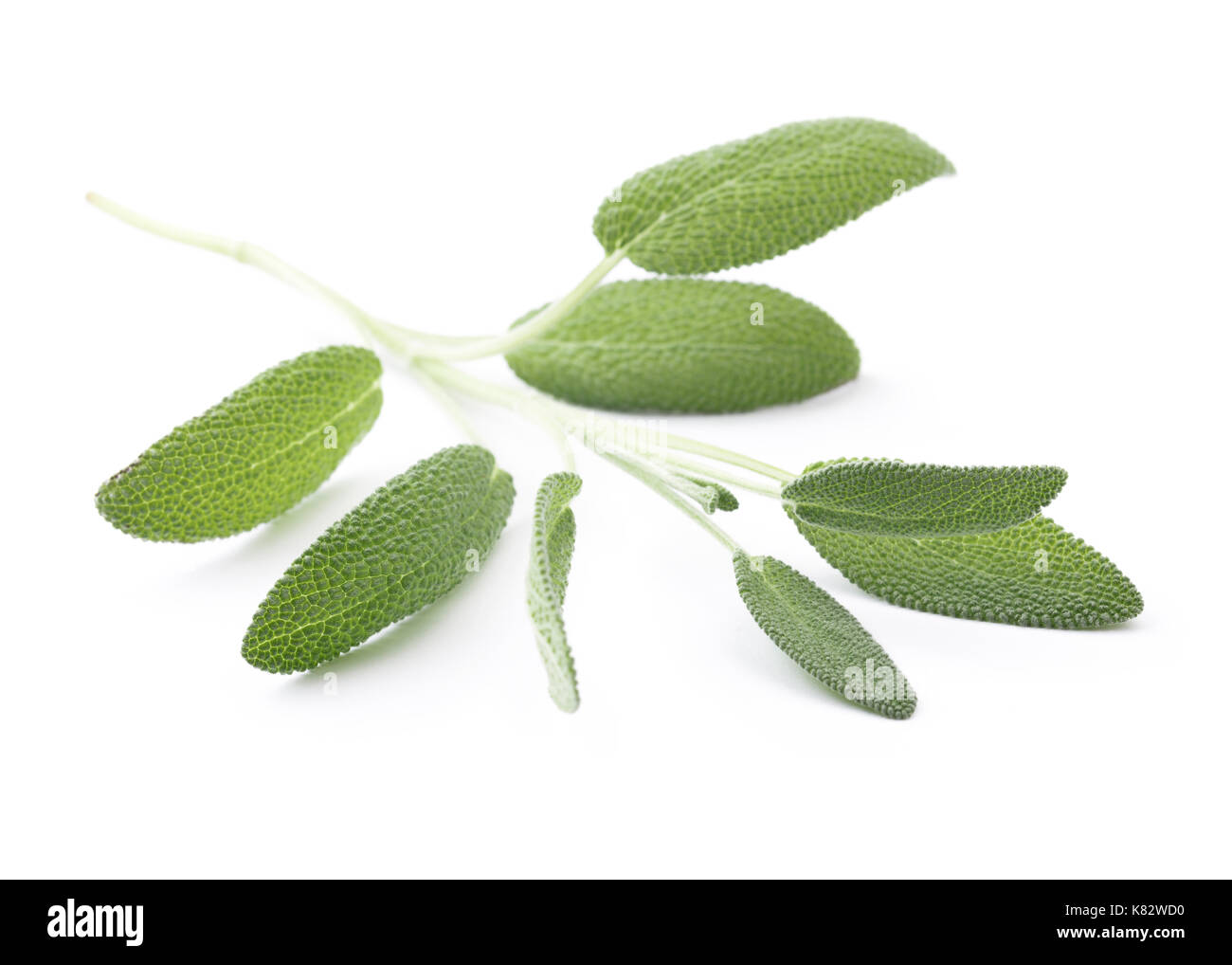 Fresh Italian Sage Isolated on White Background Stock Photo - Alamy
