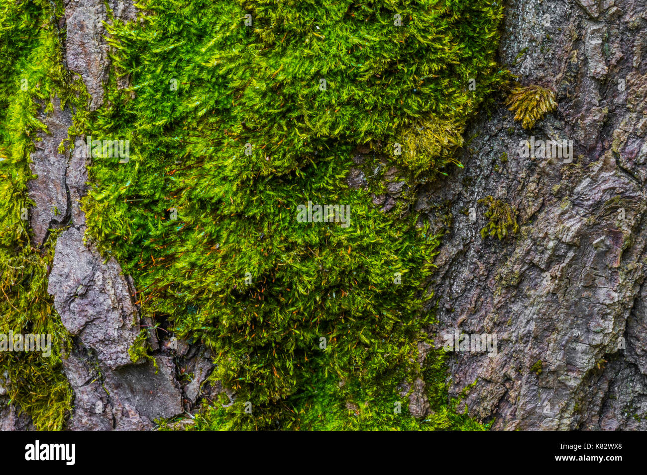 Moss and tree bark texture with natural patterns as background Stock ...