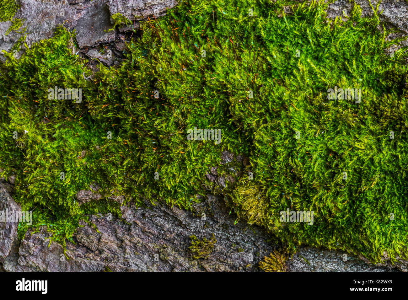 Moss and tree bark texture with natural patterns as background Stock ...