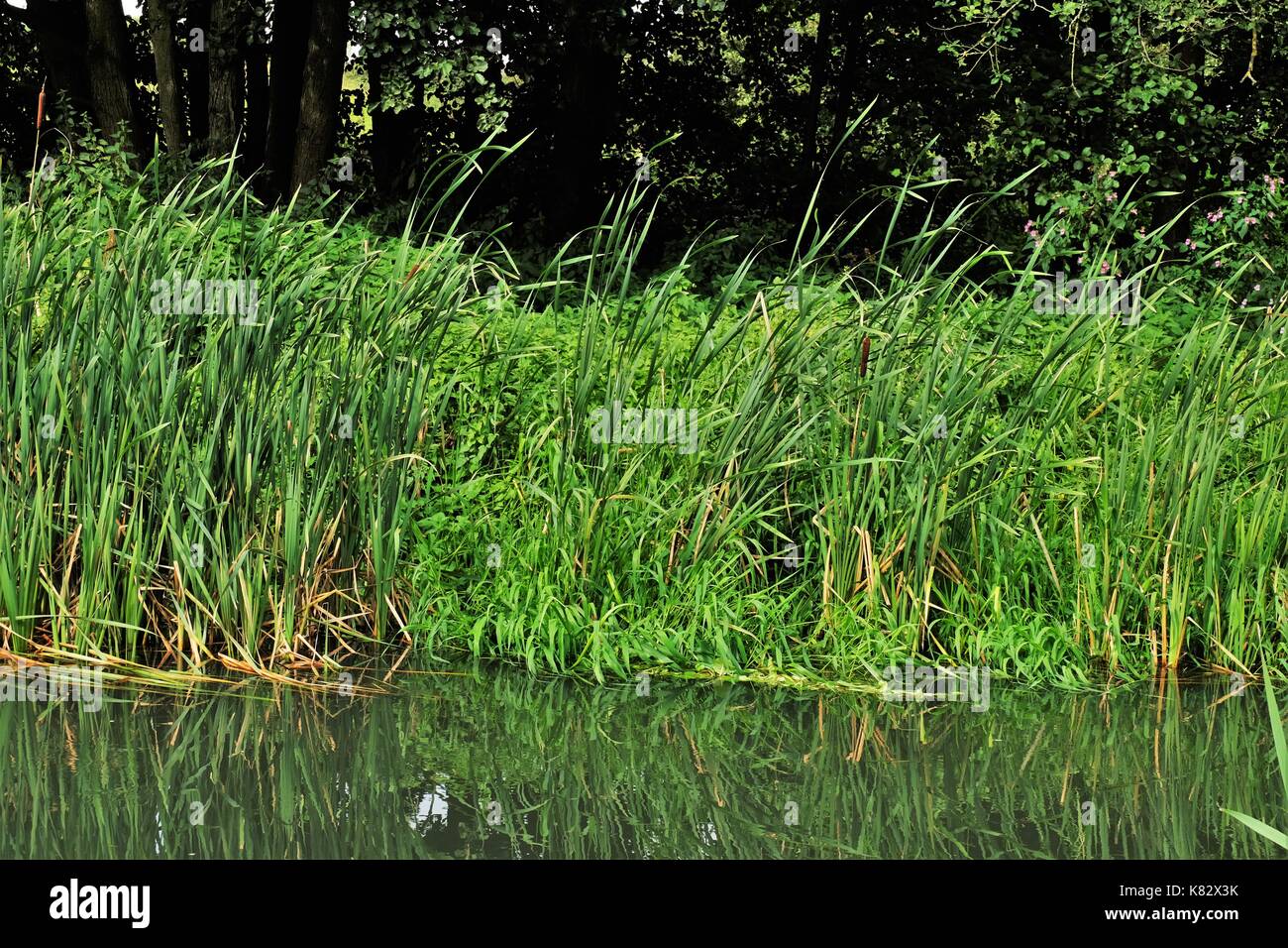 Bull Rushes High Resolution Stock Photography and Images - Alamy