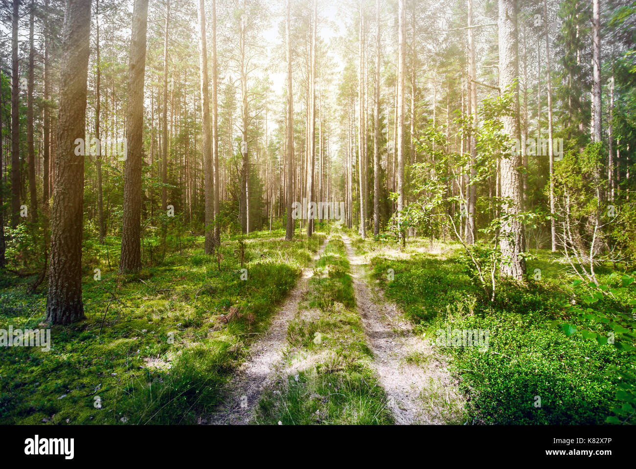 Summer road outdoor landscape Stock Photo - Alamy