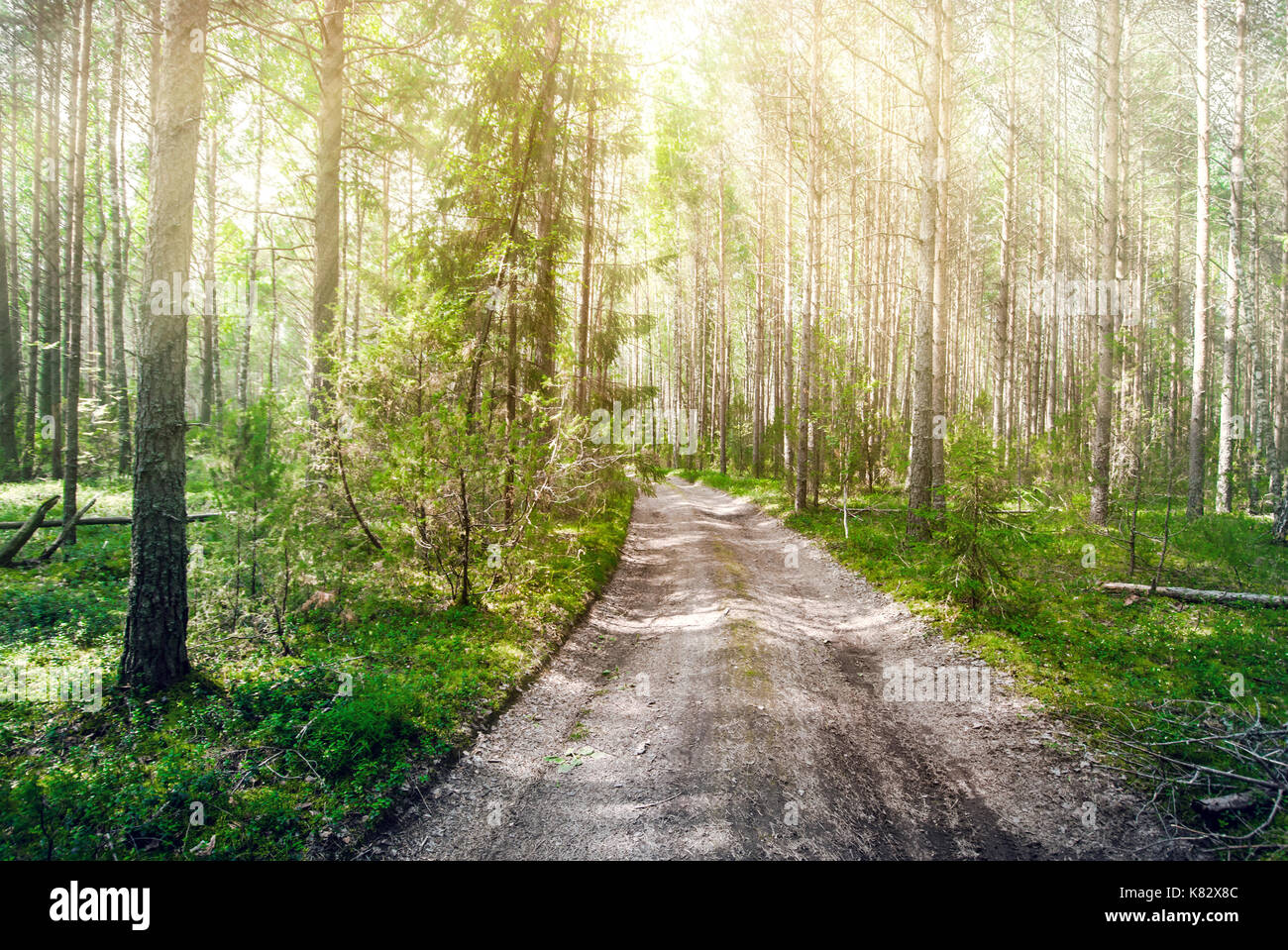 Road in forest Stock Photo - Alamy