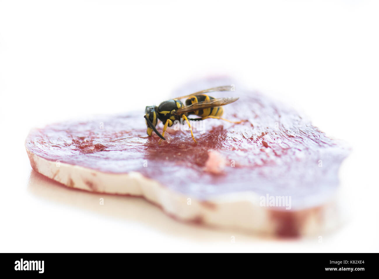 Wasp eating a sausage Stock Photo - Alamy
